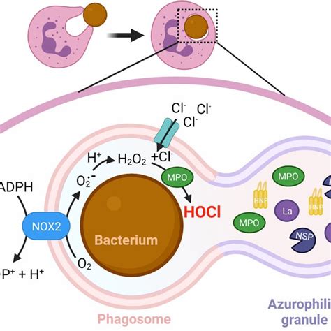 Inside The Neutrophil Phagosome A Phagosome Is Formed When The