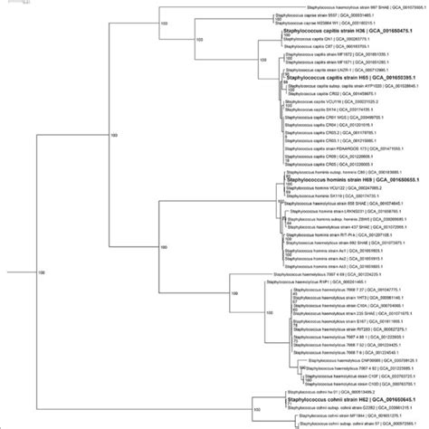 maximum likelihood tree based on concatenated markers from