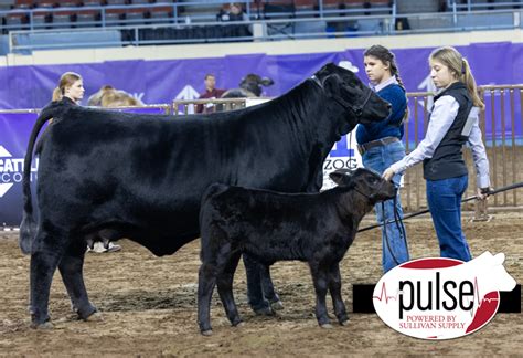 Cattlemens Congress Open Heifers Brangus Division V The Pulse