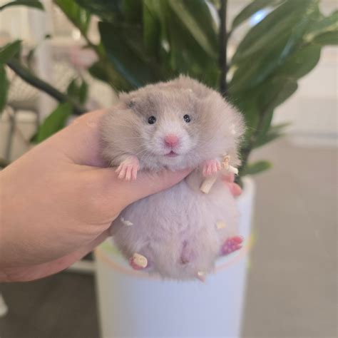 탬펫 서울강남점 Feat 달려라나나 아 귀여웡♡ 골든햄스터분양중 Instagram