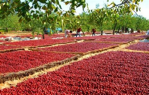 How To Dry Dates Dehydrate Dares In A Dehydrator Henan Baixin Machinery