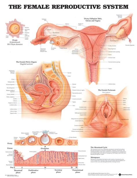 Female Reproductive System Diagram Labeled And Functions