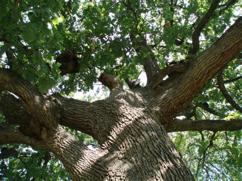 Bur Oak Texas Best Fast Growing Shade Tree Fast Growing Shade