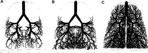 Figure 7 From A Three Dimensional Model Of The Human Airway Tree