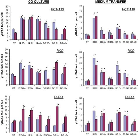 Levels Of Gamma H2ax Foci In Irradiated And Bystander Wild Type And