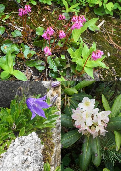 燕岳 高山植物の女王が迎えてくれる山