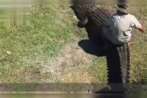 国外大爷骑鳄鱼，比开着豪车还拉风，游客却捏了把汗！鳄鱼大爷游客
