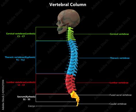 Skeletal System Vertebral Column
