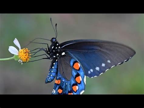PIPEVINE SWALLOWTAILS YouTube
