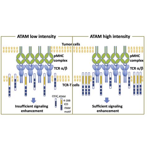 Artificial T Cell Adaptor Molecule Transduced TCR T Cells Demonstrated