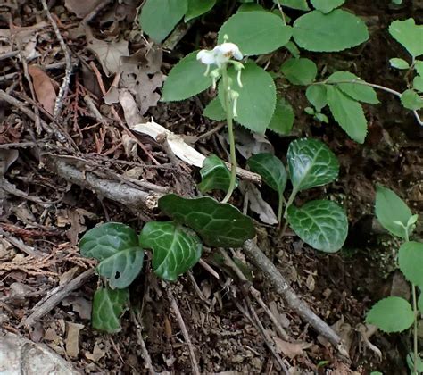 イチヤクソウ 山川草木図譜 春 夏 野山の植物 山岳の植物 ツツジ科 一薬草