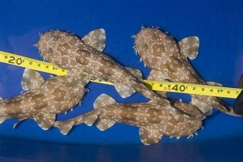 Wobbegong Shark Ocean Treasures Memorial Library