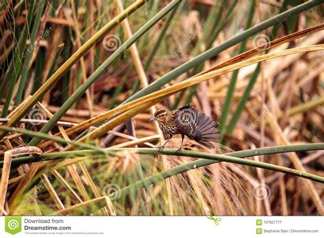 Female Red Winged Blackbird Agelaius Phoeniceus Stock Image Image Of