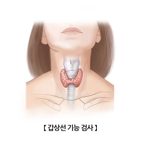 갑상선 기능 검사 검사 시술 수술 정보 의료정보 건강정보 서울아산병원