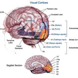 Simple Flow Chart Of Visual Cortex Source Download Scientific Diagram