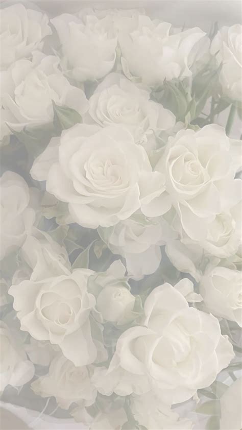 Weißes Hintergrundbild Rosen Hintergrundbilder Whatsapp
