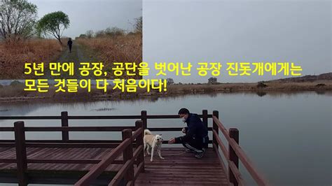 공장개로 태어나 5년 만에 공장을 벗어난 진돗개의 화려한 외출 지긋지긋했던 곳을 떠나 야외로 나오니 개둥절해서 어쩔 줄을