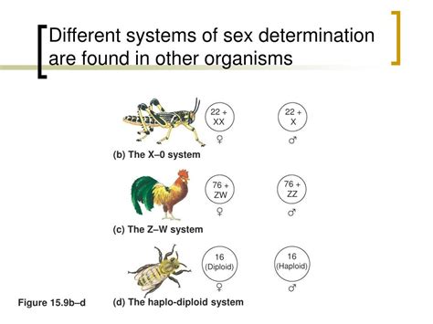 PPT The Chromosomal Basis Of Inheritance Genes On Chromosomes And Sex Linked Inheritance