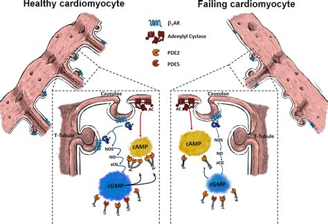 Figures and data in β3 Adrenoceptor redistribution impairs NO cGMP PDE2