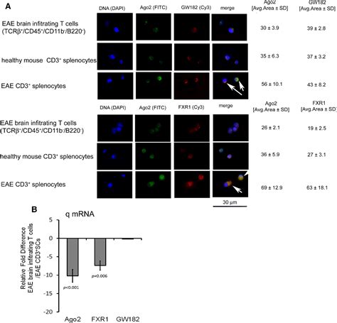 Figure 7 From Dysregulated Rna Induced Silencing Complex Risc Assembly Within Cns Corresponds