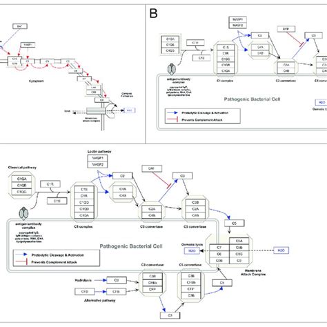 The Development Of The Complement Activation Pathway Model At 3 Time