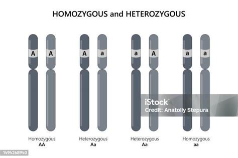 Haploid Diploid Triploid And Tetraploid Stock Illustration Download