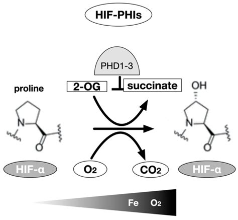 Hif α Prolyl Hydroxylase The Hydroxylation Of Proline Residues Is An