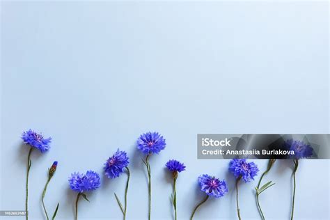 꽃 테두리 프레임 파란색 배경에 Knapweed 수레 국화 꽃 복사 공간 화장품 광고 배경 제품 패키지를 표시 할 빈 장소 모형