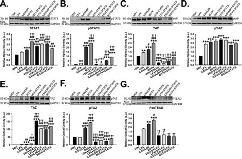 The Stat3 Inhibitor Differentially Modulated Lpa Andor Il6