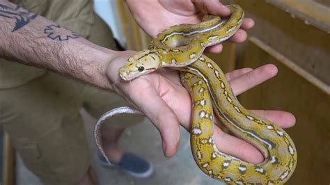 Are You Ready For Your Own Python Youtube