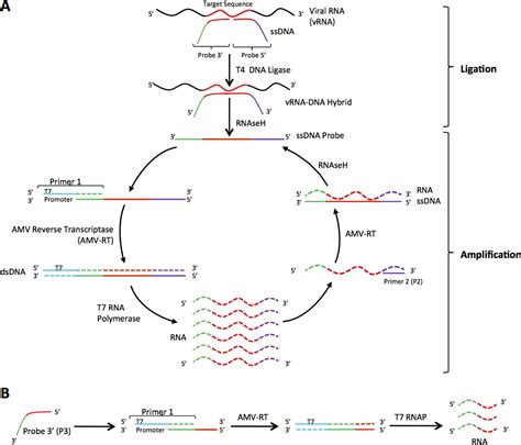 Ligation With Nucleic Acid Sequencebased Amplification The Journal Of Molecular Diagnostics