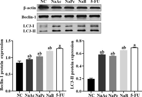 The Expression Of Lc3 Ii And Beclin 1 In Thp 1 Cells N 3 1 Nc