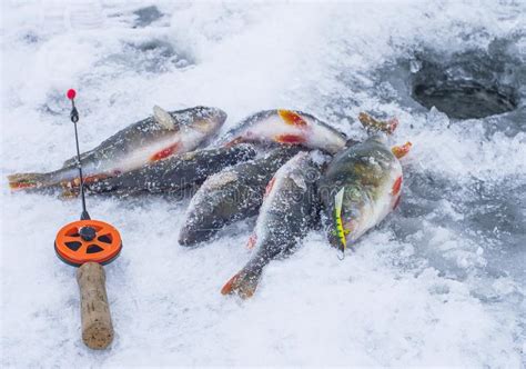 Mentiras Dos Peixes Da Vara Na Neve Gelo Do Inverno Que Pesca O