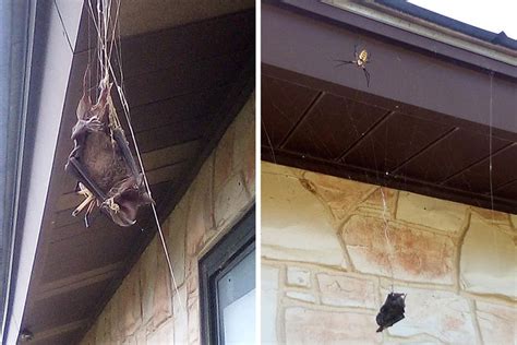 In Photos Spider Eating A Bat Is Natures Halloween Horror Show Predator Vs Prey Earth