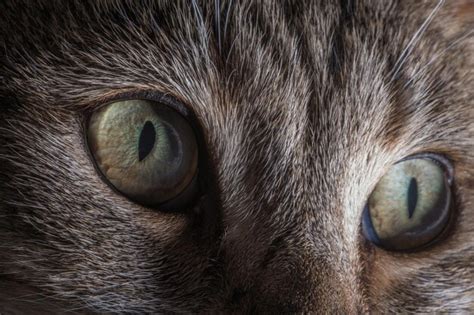 Premium Photo House Cat Eyes Detailed Close Up