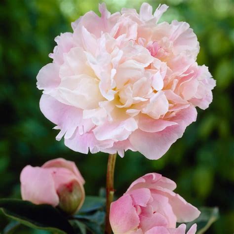 Long Lived Peony Bulbs For Sale Online Fragrant Page 2 Easy To