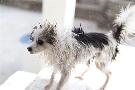 Are Blow Dryers Bad For Dogs