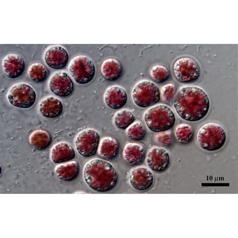 Algae Culture Porphyridium Cruentum Algae Research Supply