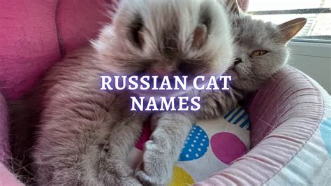 100 Russian Cat Names