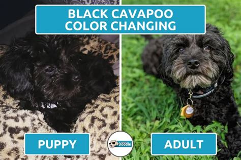 Black Cavapoos 10 Must Know Facts About This Color