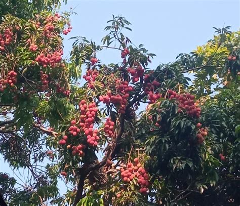 သံတောင်ကြီးဒေသတွင် ရာသီပေါ်သီးနှံဖြစ်သည့် လိုင်ချီးသီးများ ပေါ်ဦးပေါ်ဖျား ဈေးကောင်းရရှိ