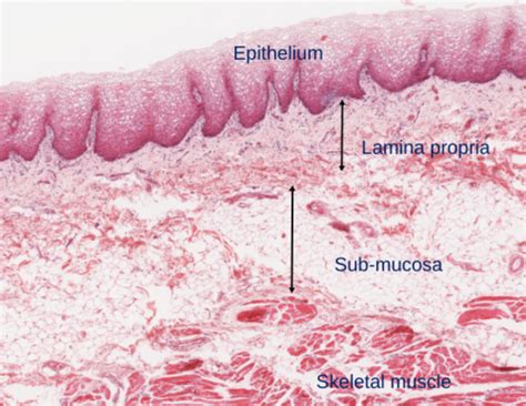 Oral Mucosa Flashcards Quizlet