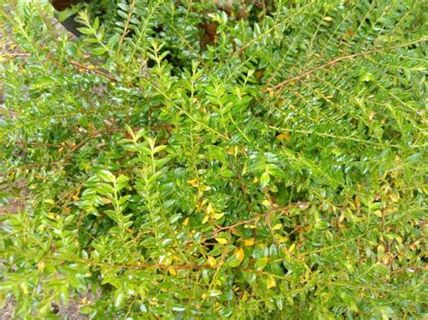 Ligustrum Plants Stock Image Image Of Green Fence 362456851