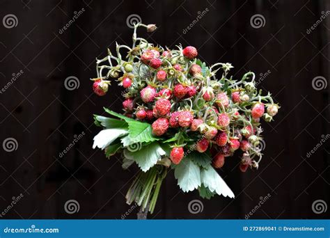 Bouquet Of Plants Of Wild Strawberry Fragaria Vesca Stock Image