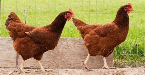 Rhode Island Red Chicken Traits Care And Egg Production