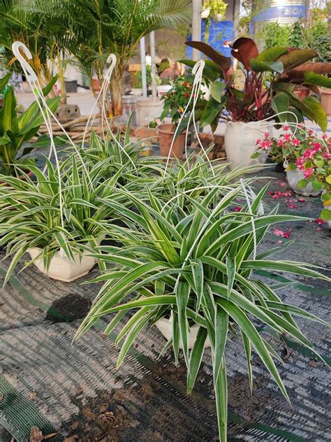 Cây Cỏ Lan Chi Cây Lớn • Cây Cảnh Miền Bắc