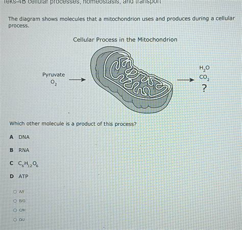 Solved Teks 4B céllular processes nomeostasis and transport The