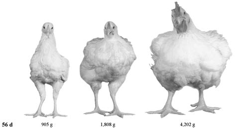 Artificial Selection