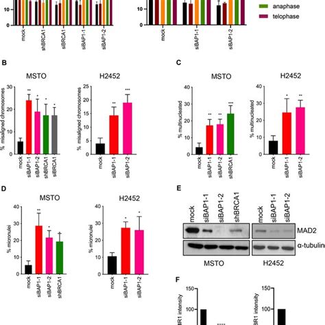 Brca1 Dependent And Independent Mitotic Functions Of Bap1 The Schematic Download Scientific
