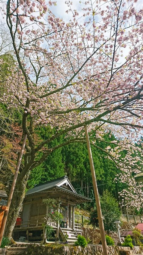 天川村 花だより 天川村公式サイト 奈良県 観光ページ